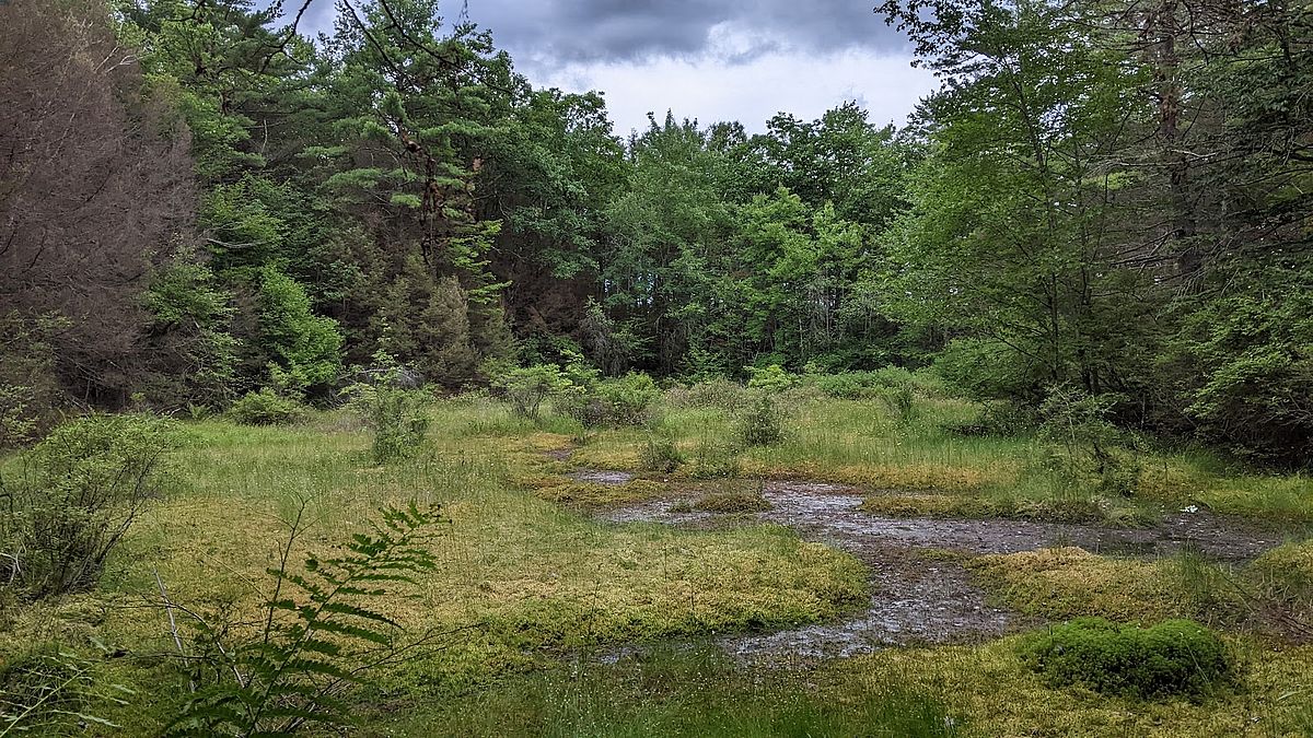 A Growing Conservation Corridor in Warwick - Mount Grace