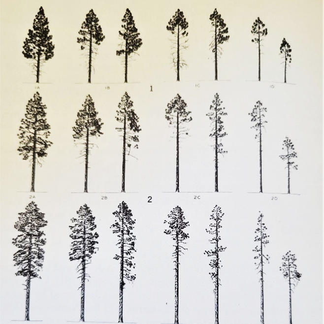 Forest Stewardship: The basics of a tree. - Mount Grace