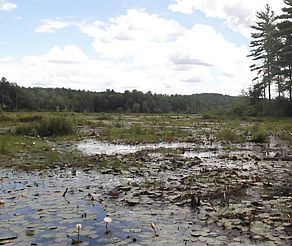 Stoddard Land Becomes Part of New Athol Town Forest - Mount Grace