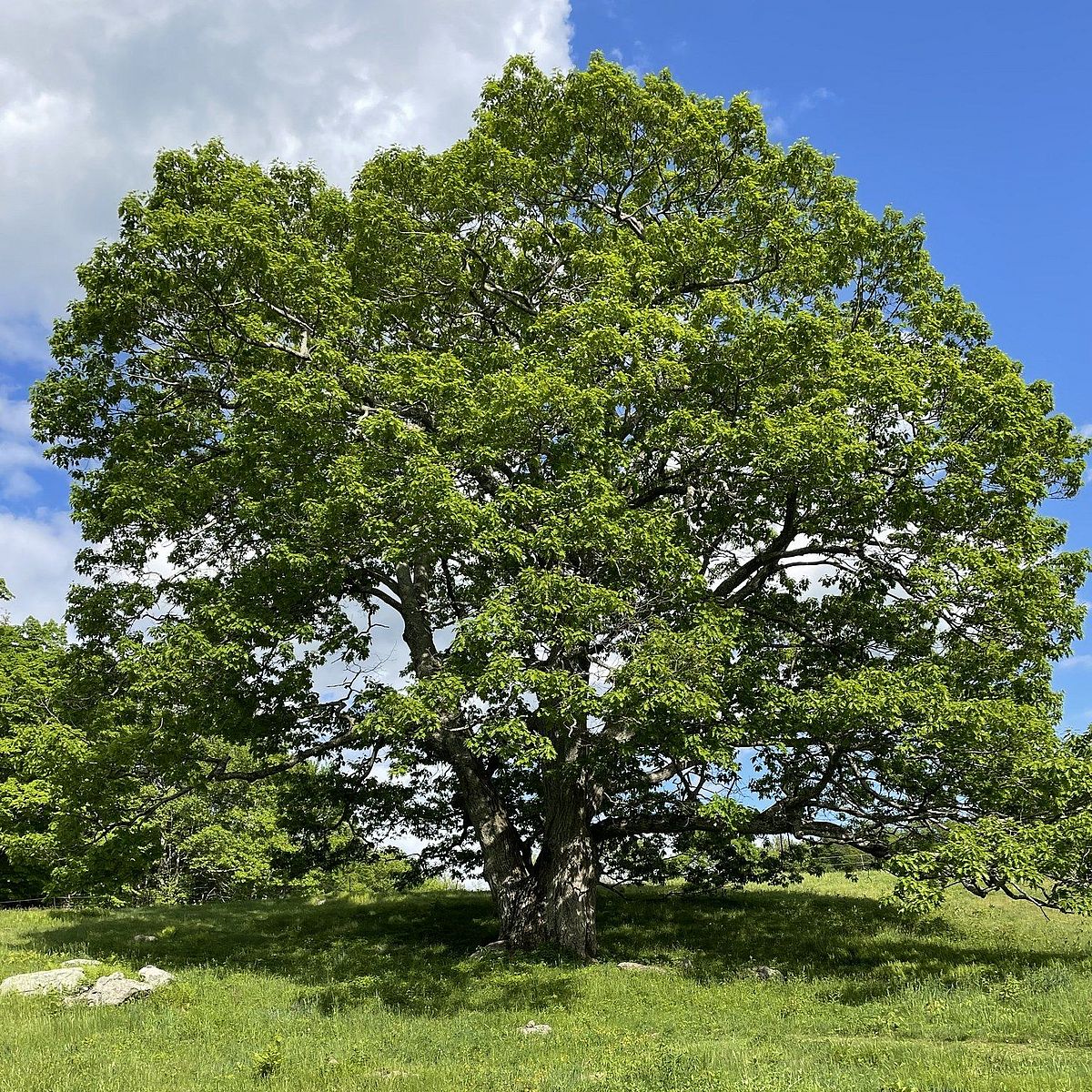 Celebrating the Triple Oak Tree at Cutthroat Brook Tree Farm - Mount Grace