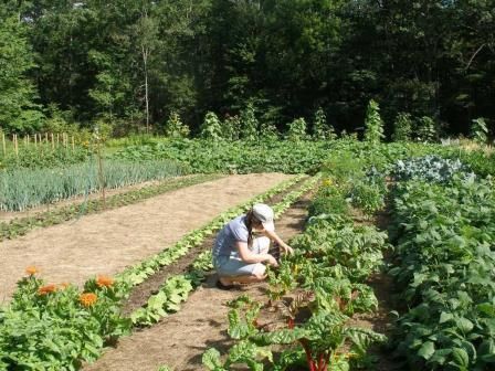 Securing Free Organic Food for Local Families in Need - Mount Grace