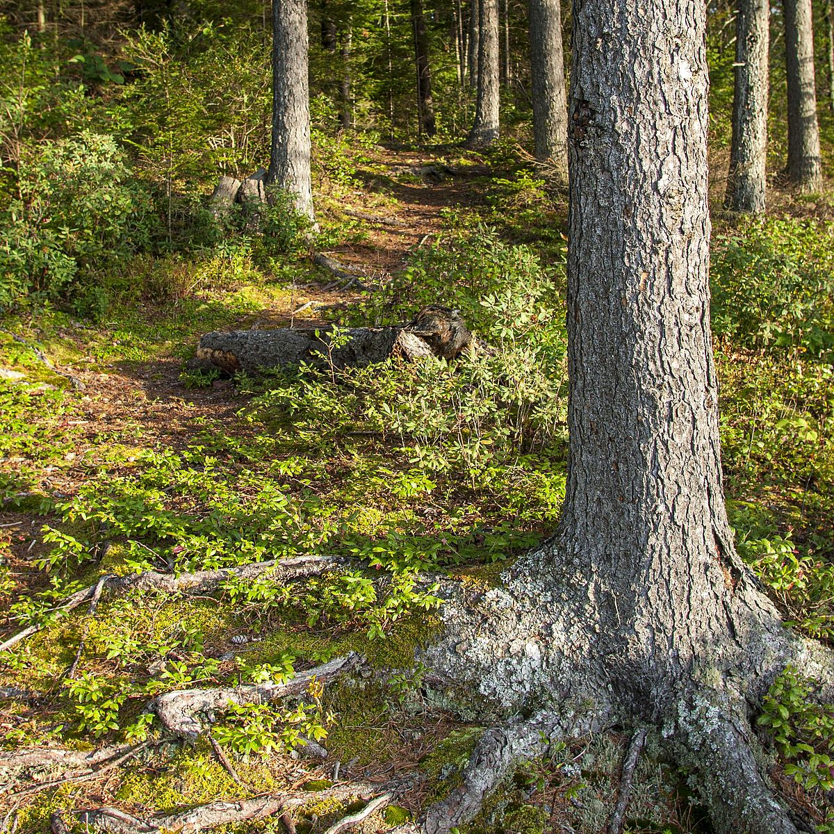 Dynamic Forest Stewardship at Masson Ridge - Mount Grace