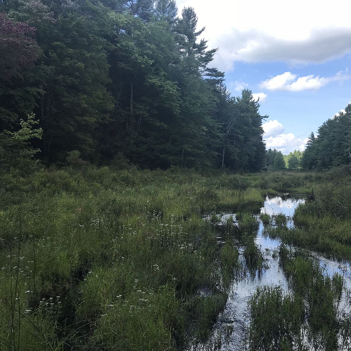 Climate-Oriented Forest Management Guidelines – Public Input Session ...