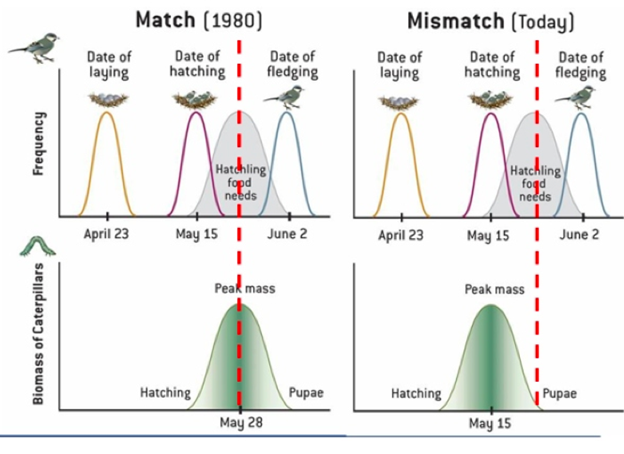 Climate Change and the Arrival of Spring - Mount Grace