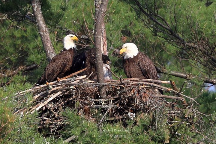 Hike of the Month: Eagle Reserve - Mount Grace